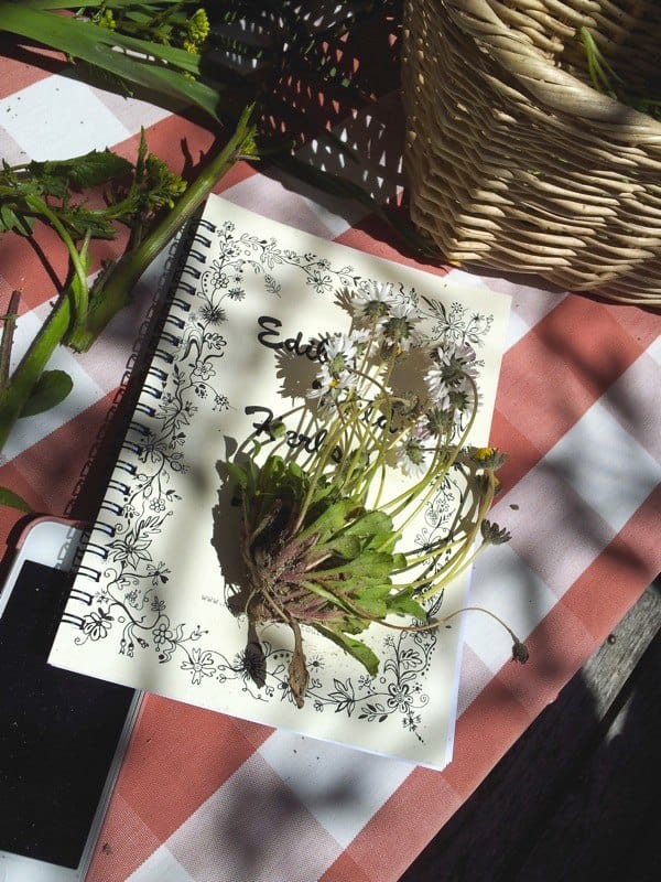 Foraging Tour - Private tours - Montalcino Wine Tours