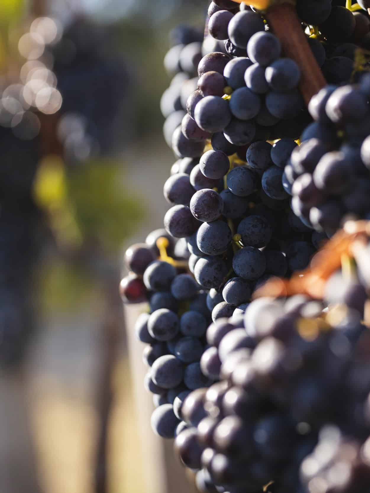 Brunello di Montalcino - Montalcino Wine Tours