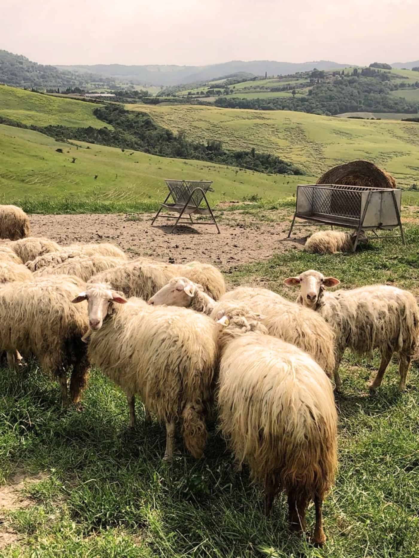 Cheese in Tuscany - Pecorino, Caprino, Ricotta, Raveggiolo...