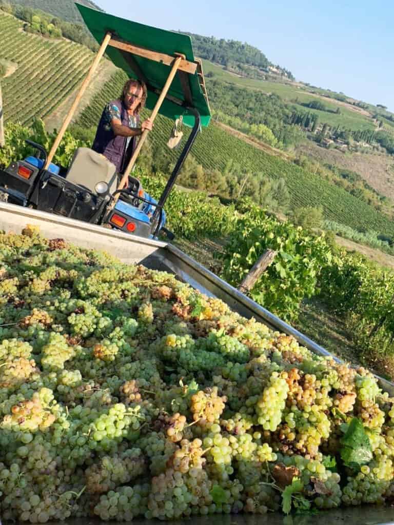 Vernaccia di San Gimignano - Montalcino Wine Tours