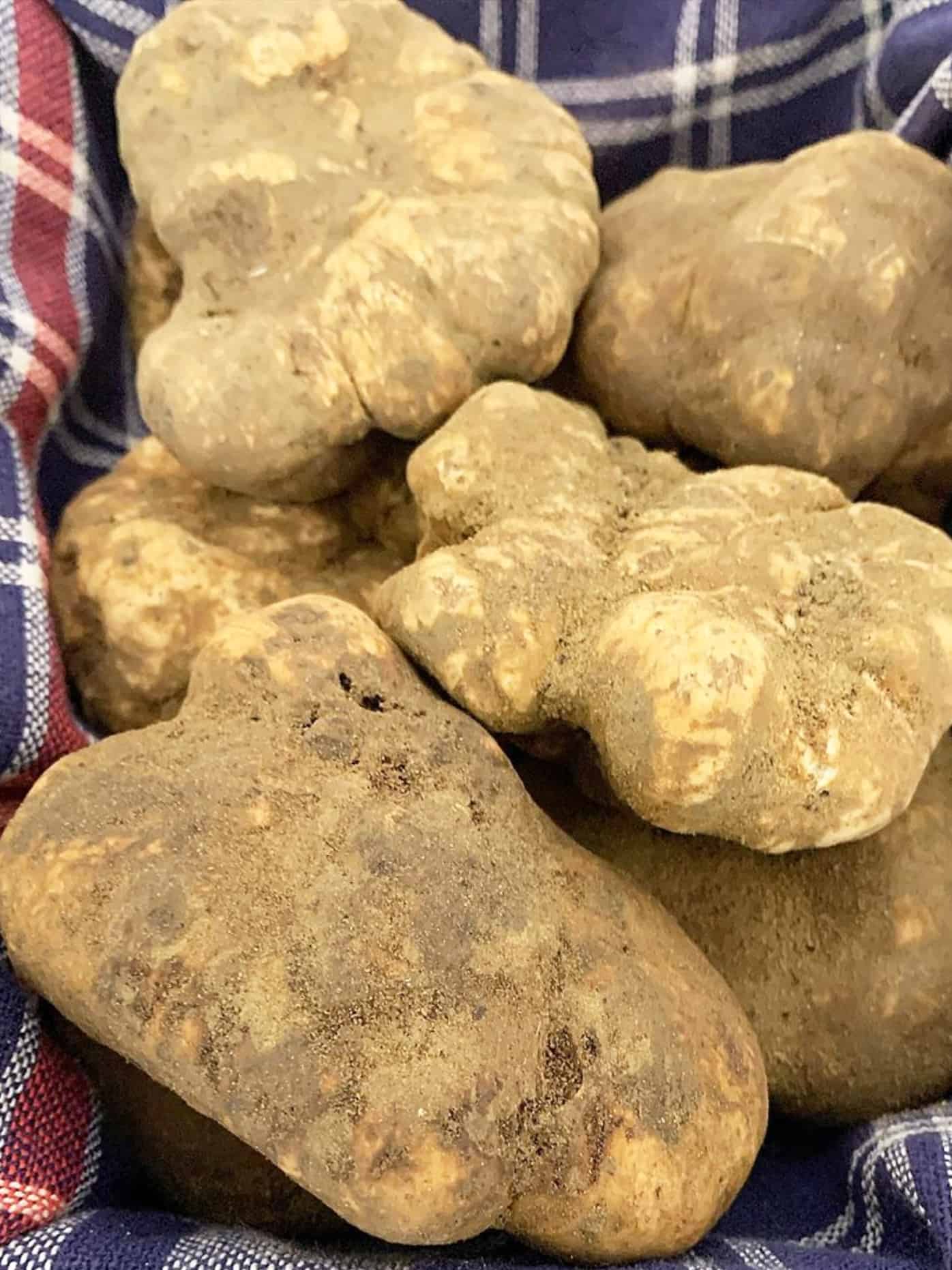 Truffle in Tuscany: where to find it - Montalcino Wine Tours
